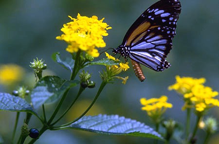 Lorna Shirley Templeton Funeral Notice | Beth Shan Funerals - Funeral ...